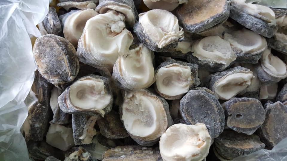 Abalón Chileno (Locos) – Frozen Sea